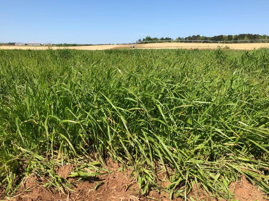 Koga Tetraploid Annual Ryegrass | Smith Seed Services