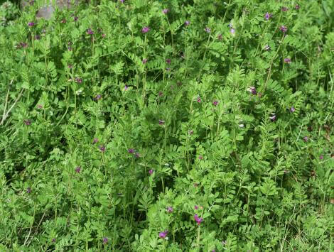 Vetch | Smith Seed Services