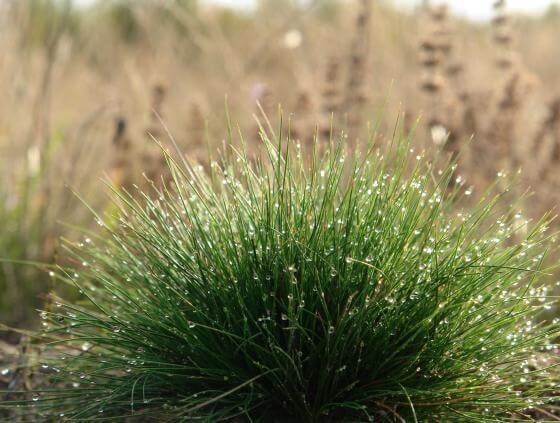 Fine Fescue | Smith Seed Services