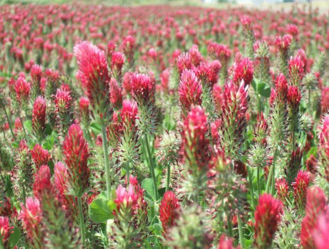 Clovers | Smith Seed Services