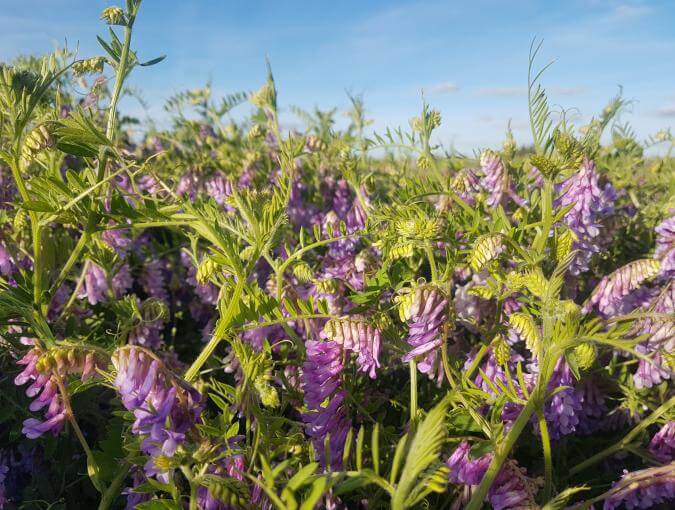 Vetch | Smith Seed Services