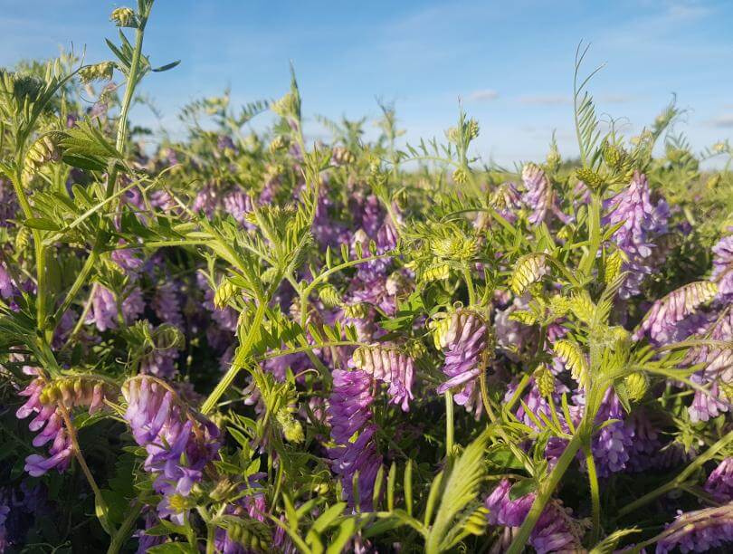 Vetch | Smith Seed Services