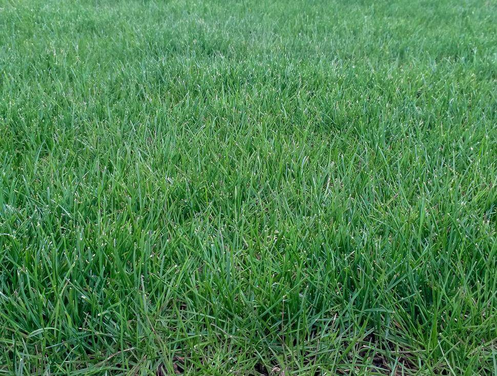 Turfgrass | Smith Seed Services