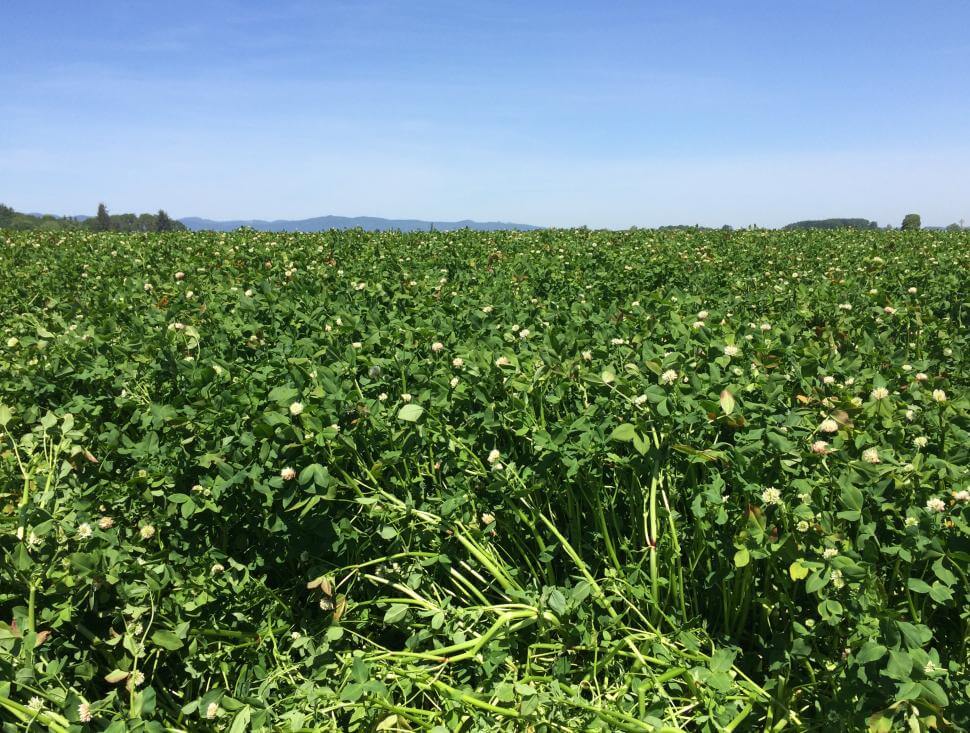 Clovers | Smith Seed Services