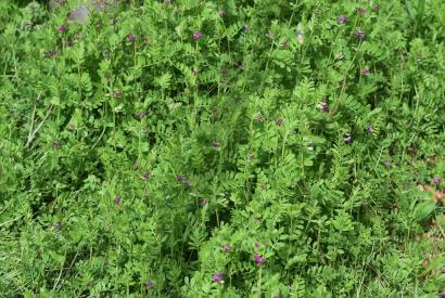 Common Vetch | Smith Seed Services