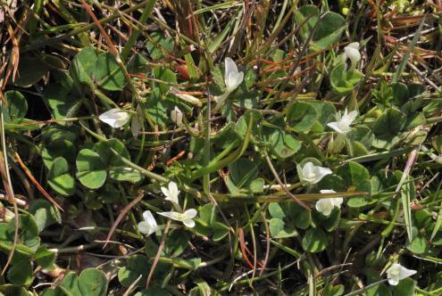 Subterranean | Smith Seed Services