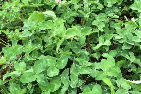 Red Clover | Smith Seed Services