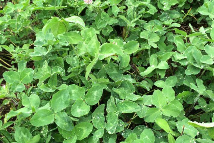 Red Clover | Smith Seed Services