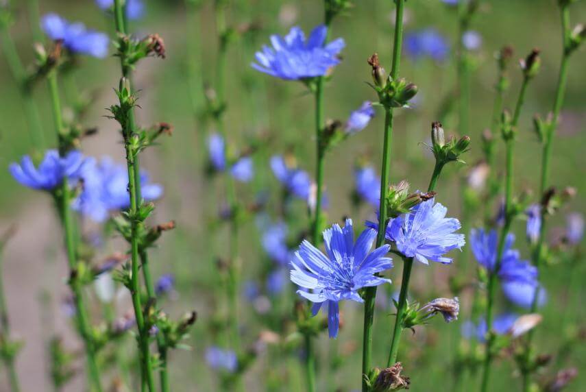 Achicoria | Smith Seed Services