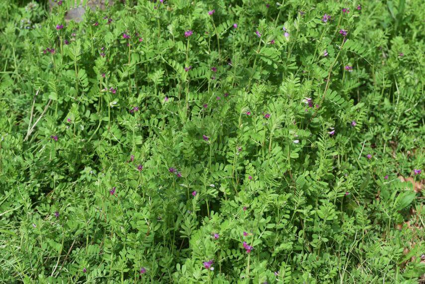 Common Vetch | Smith Seed Services