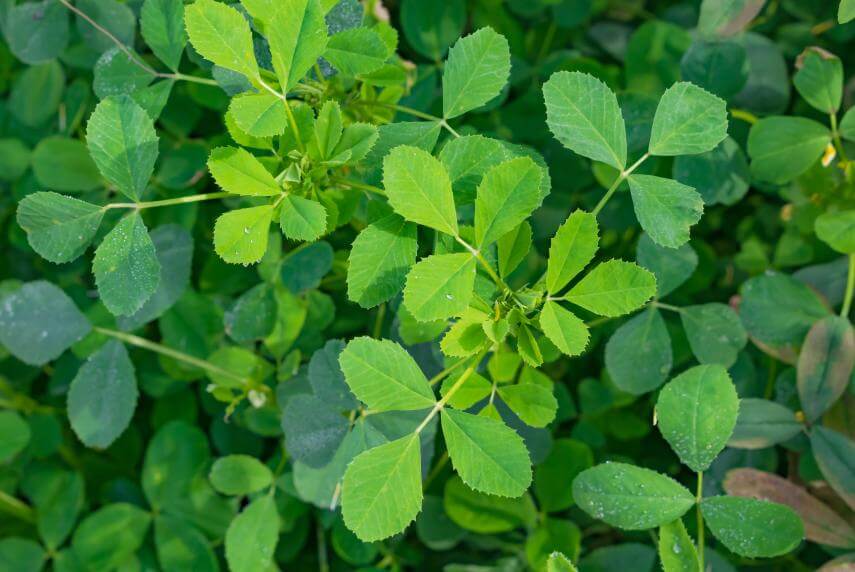 Berseem | Smith Seed Services