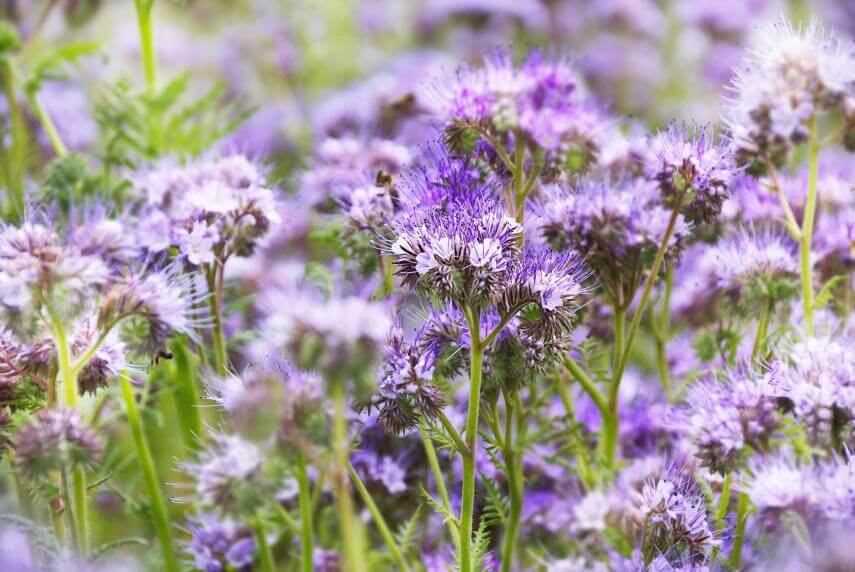 Phacelia | Smith Seed Services