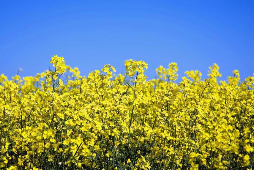 Rapeseed | Smith Seed Services