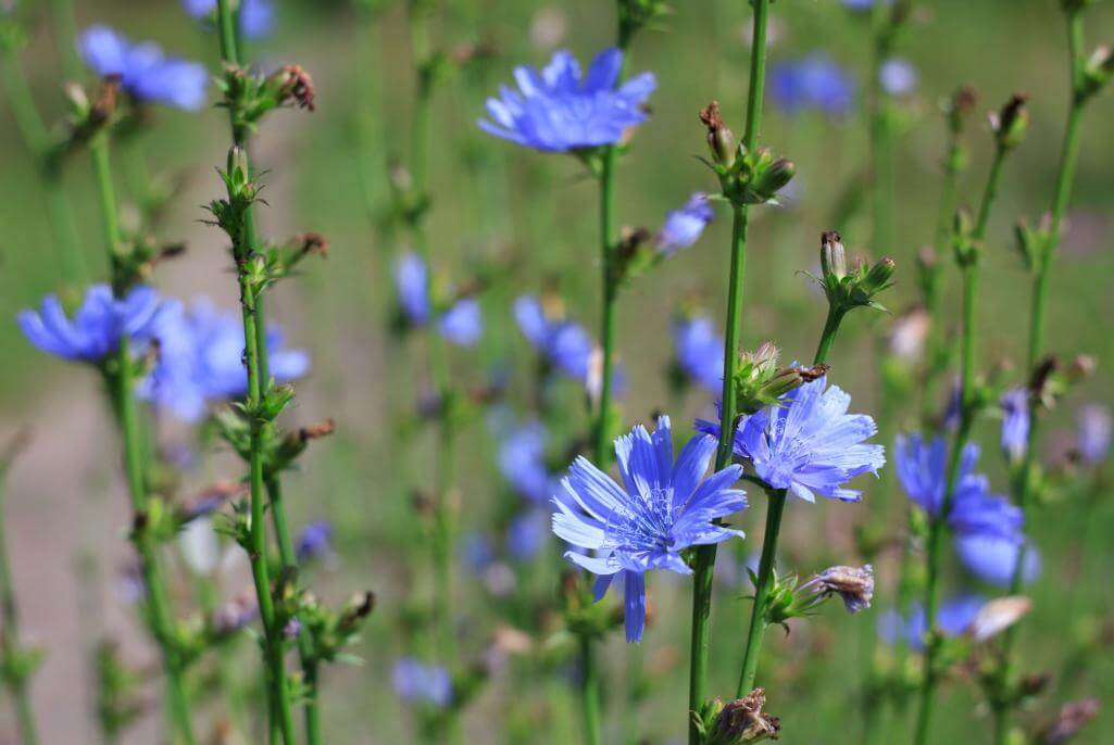 Chicory | Smith Seed Services
