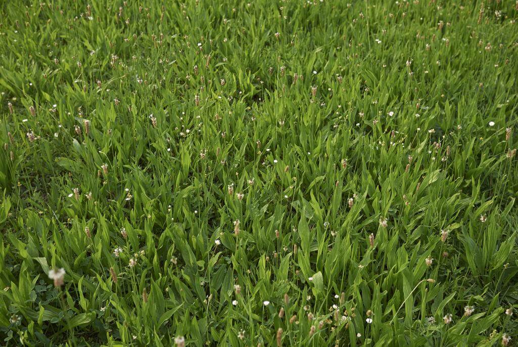 Plantain | Smith Seed Services