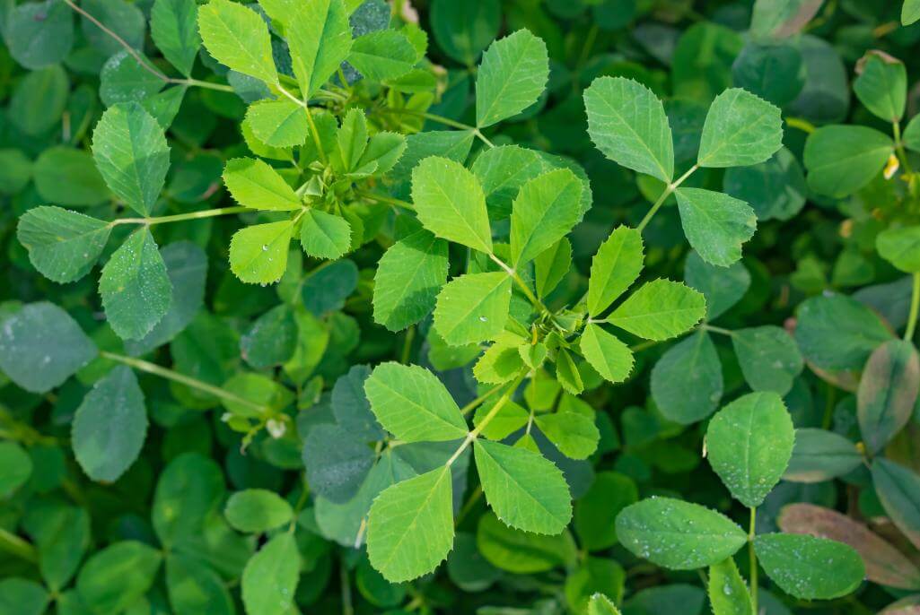 Berseem | Smith Seed Services