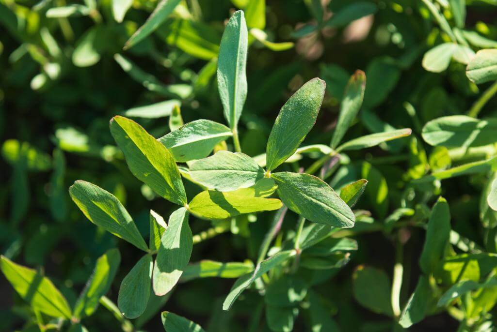 Berseem | Smith Seed Services