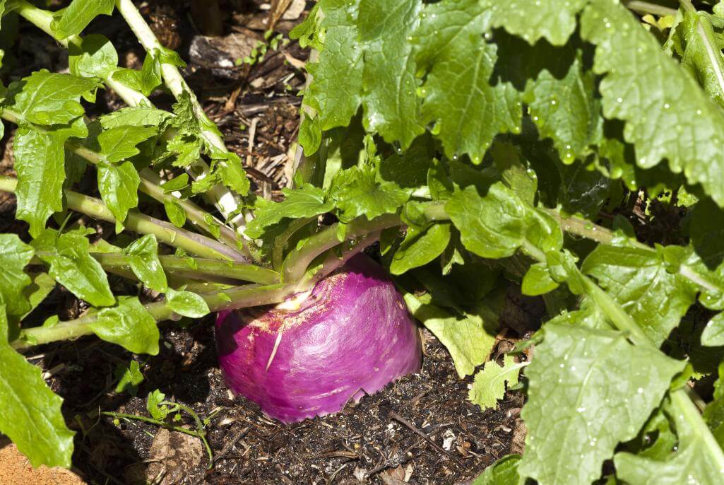 Turnip | Smith Seed Services