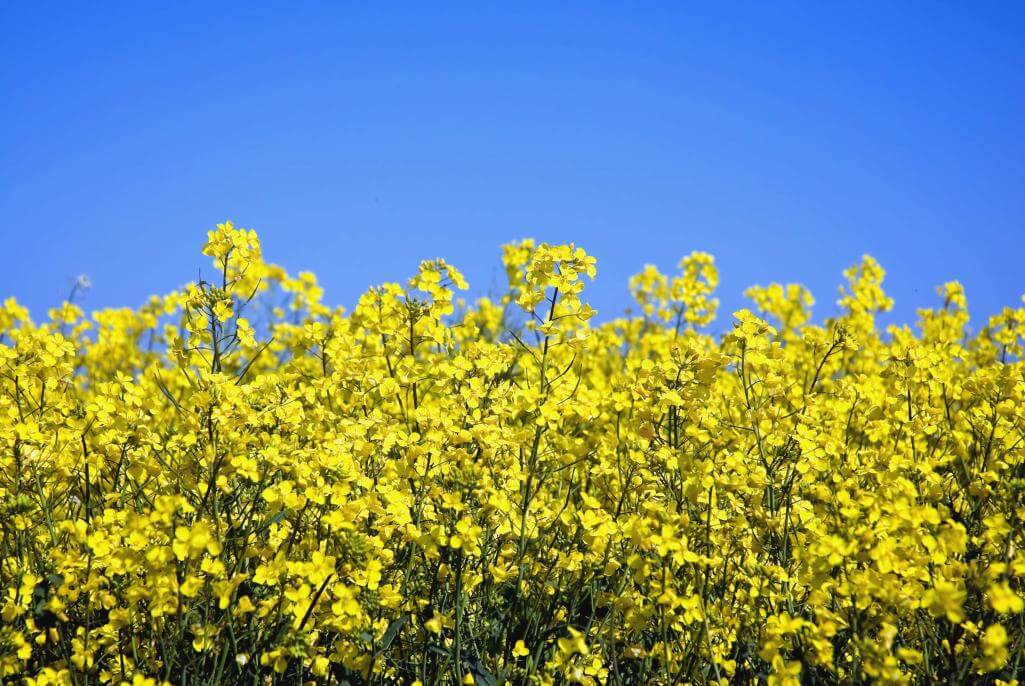 Rapeseed | Smith Seed Services