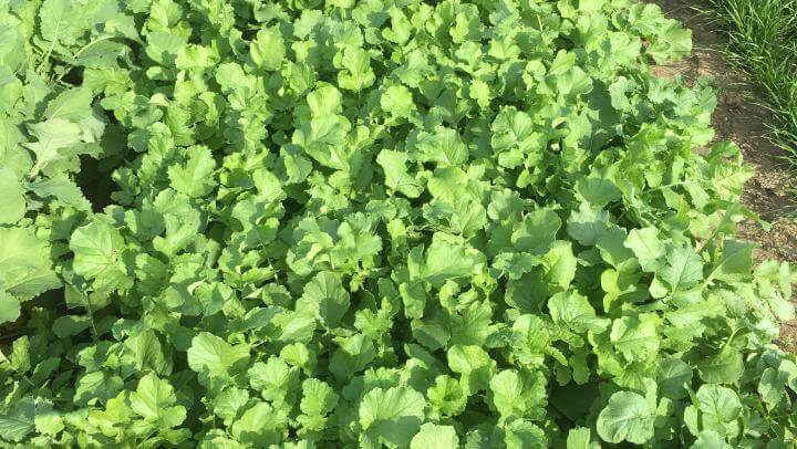 Videos | Smith Seed Services