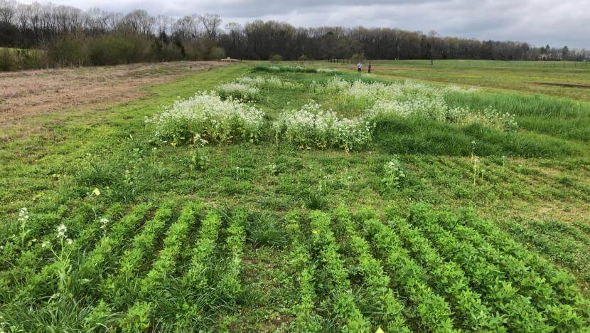Cover Crops | Smith Seed Services