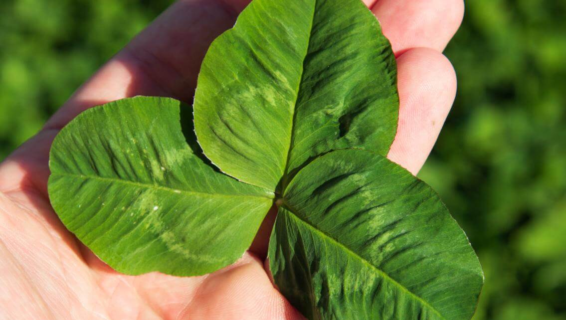 News | Smith Seed Services