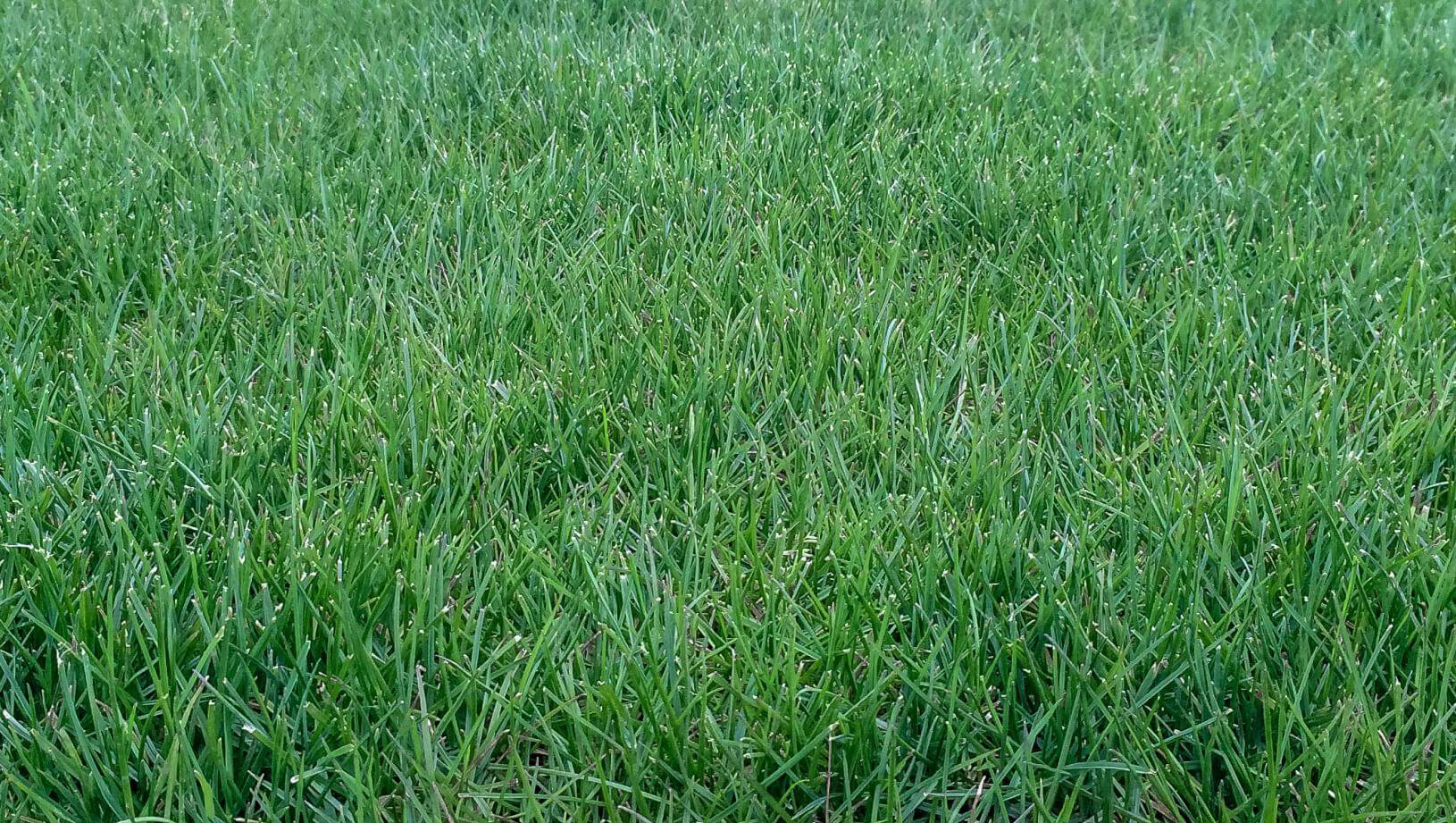 News | Smith Seed Services