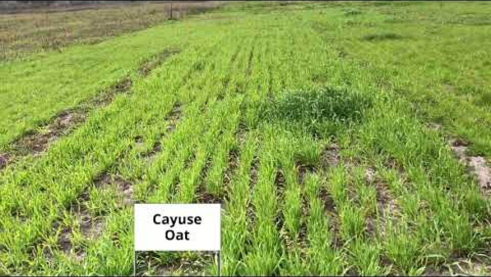 Clover and Cover Crop Trials | Smith Seed Services
