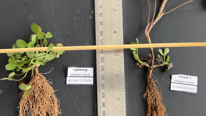 News | Smith Seed Services