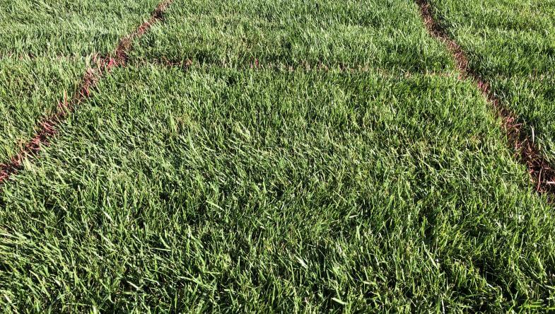 News | Smith Seed Services