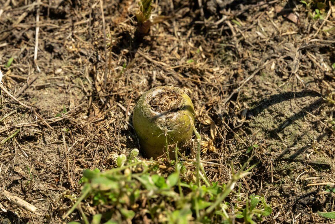 FragiBlaster Cover Crop Radish | Smith Seed Services