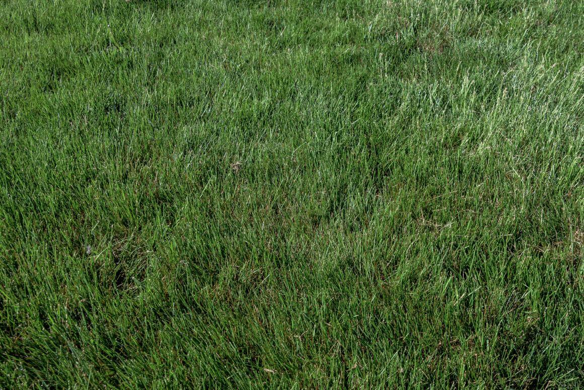 Galactic Turf-Type Tall Fescue | Smith Seed Services