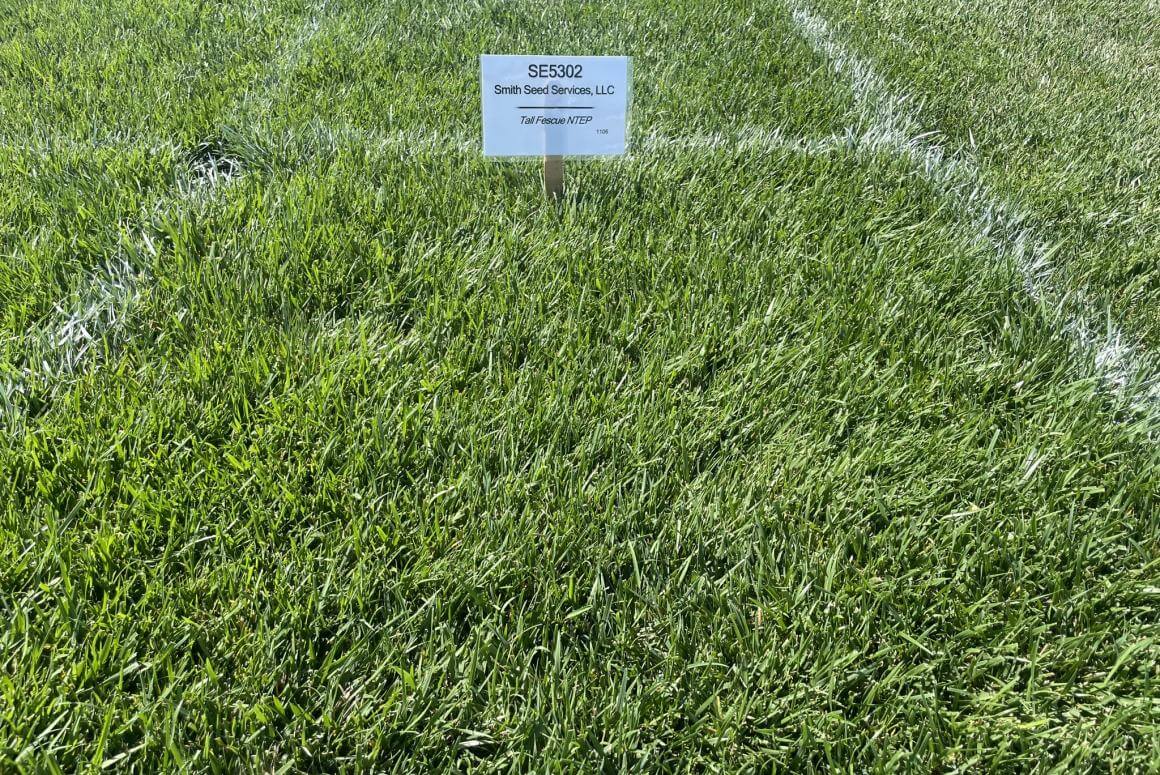 Gro-Pro Turf-Type Tall Fescue | Smith Seed Services
