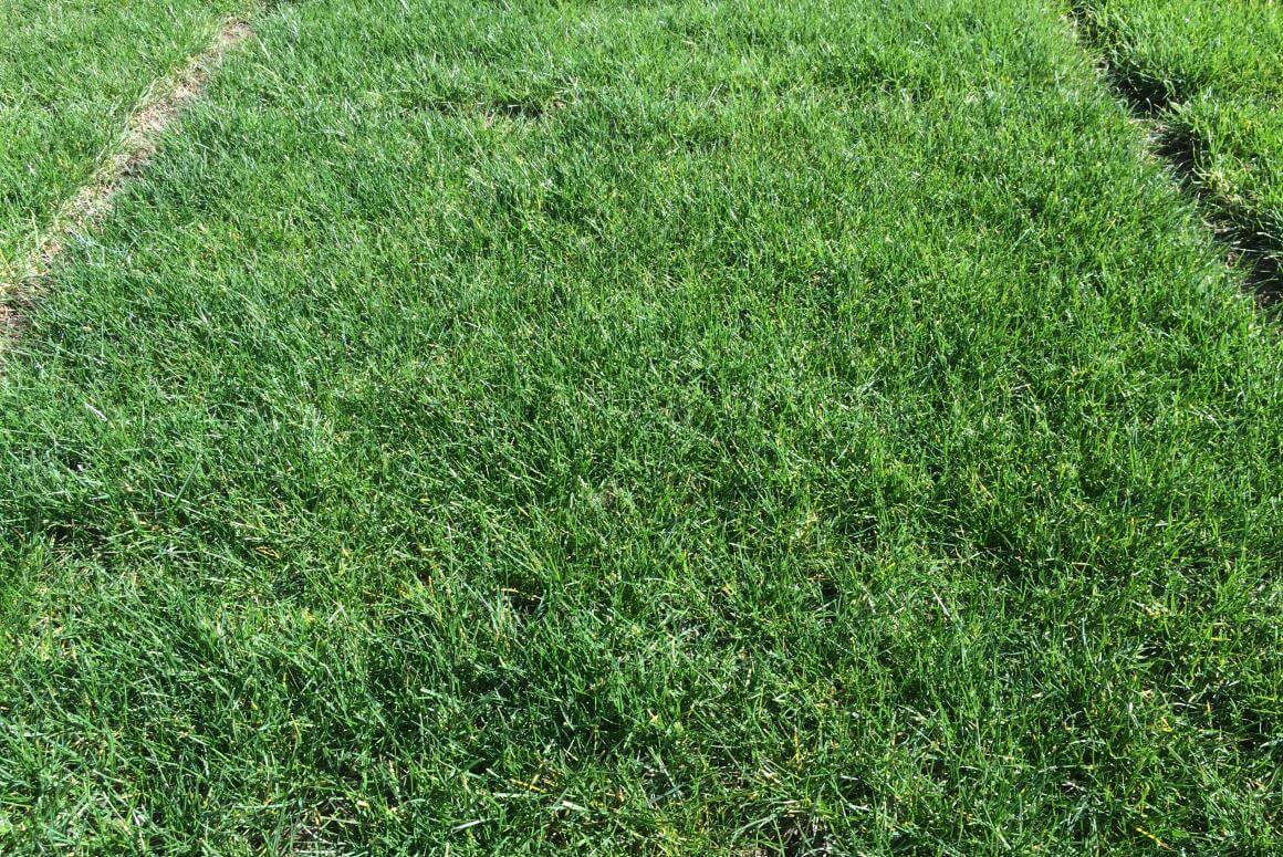 Nexus GT Turf-Type Perennial Ryegrass | Smith Seed Services