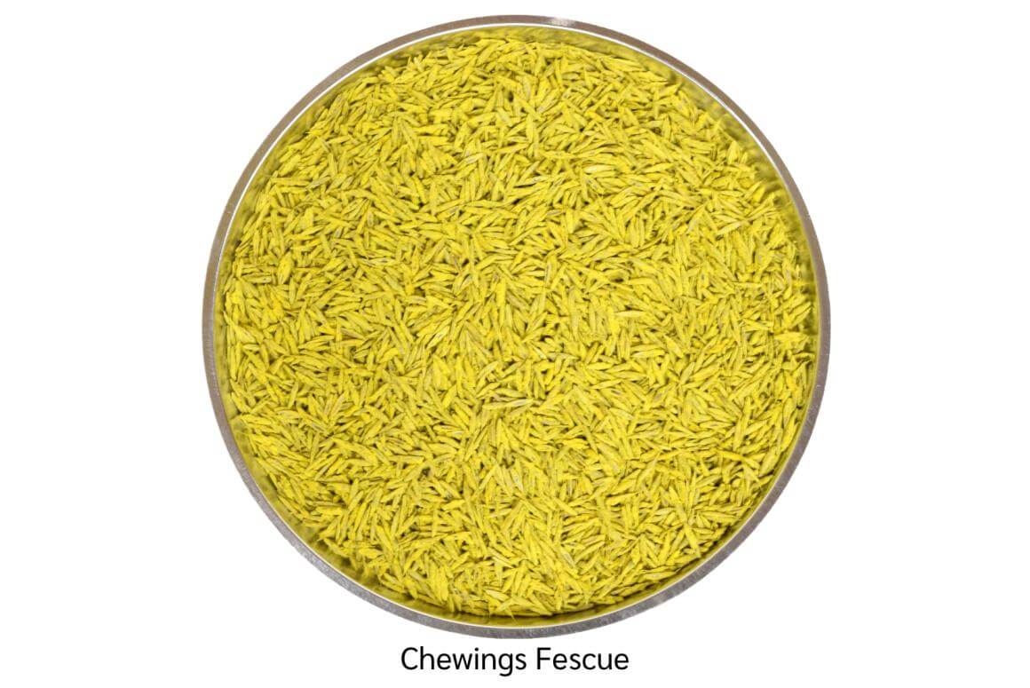Chewings Fescue Festuca rubra commutate | Smith Seed Services