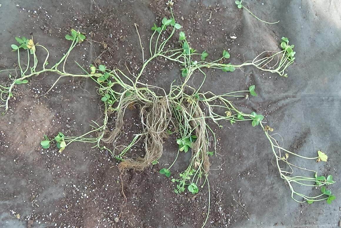 Crop Update & Introducing Kakariki | Smith Seed Services