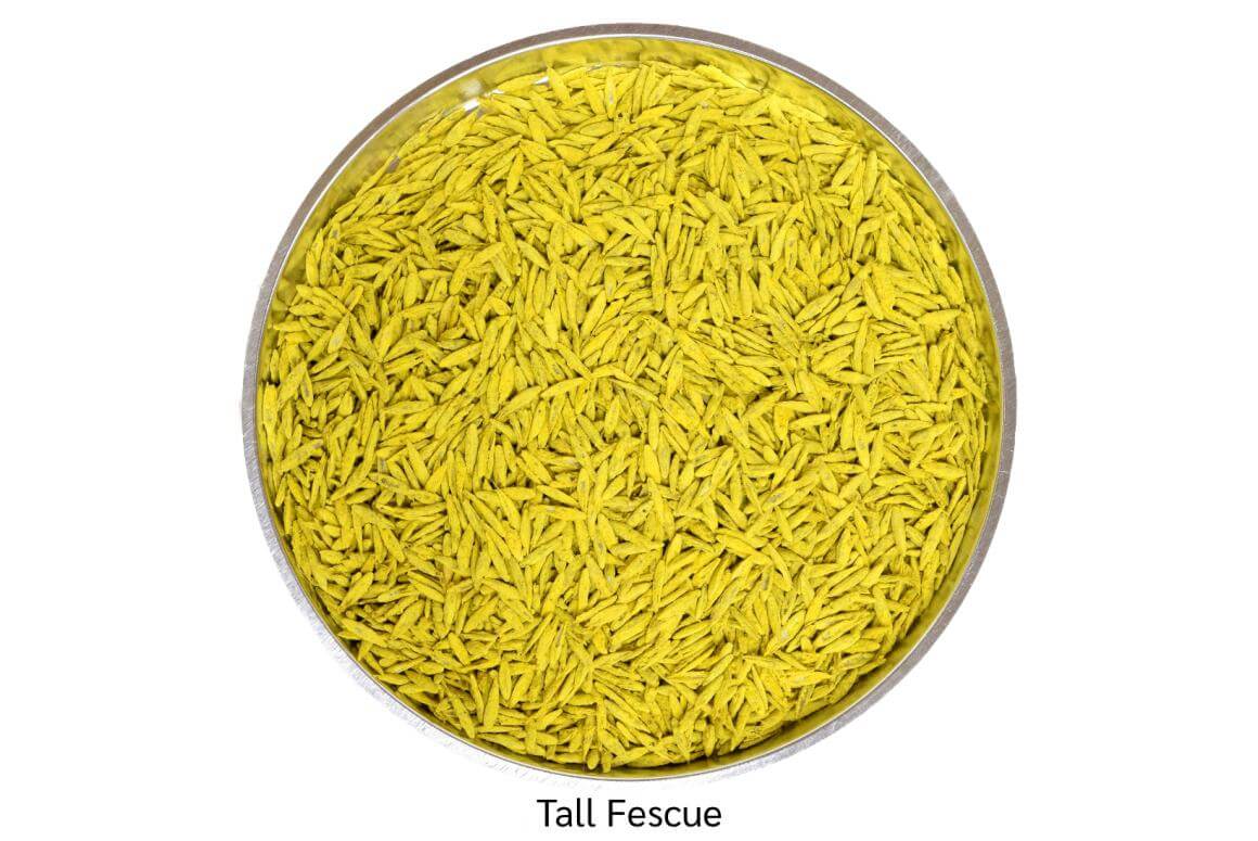 Titan Rx Turf-Type Tall Fescue | Smith Seed Services