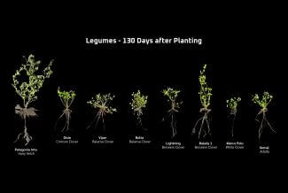 Legume Study (Part 1 & 2) | Smith Seed Services