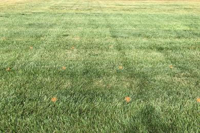 Gro-Pro Turf-Type Tall Fescue | Smith Seed Services