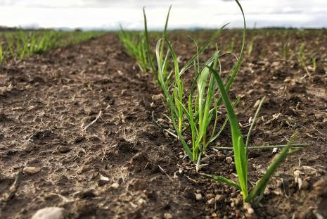 New Varieties & Market Updates | Smith Seed Services