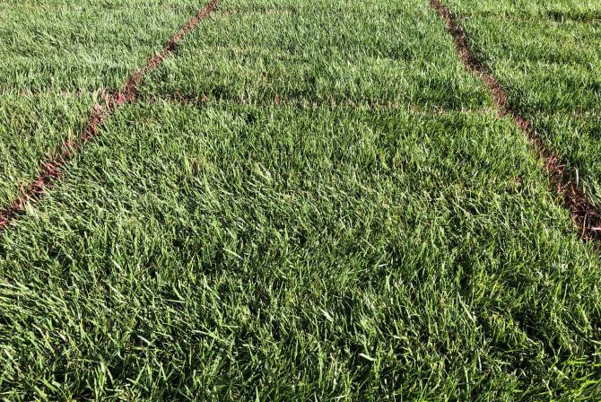 Gro-Pro Turf-Type Tall Fescue | Smith Seed Services