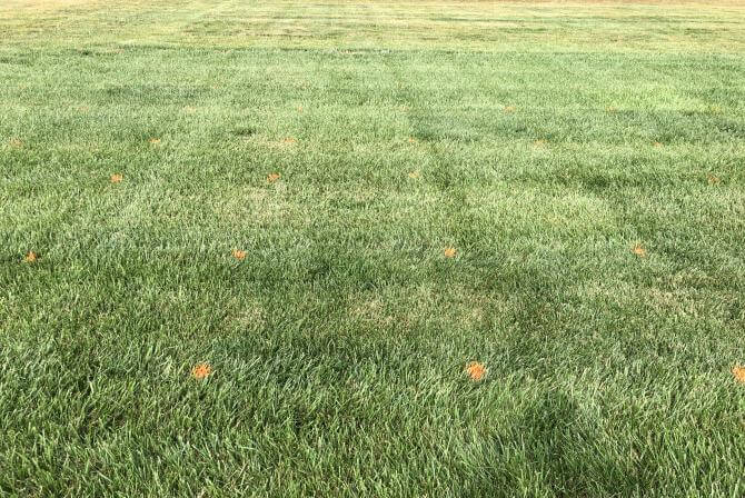 Gro-Pro Turf-Type Tall Fescue | Smith Seed Services