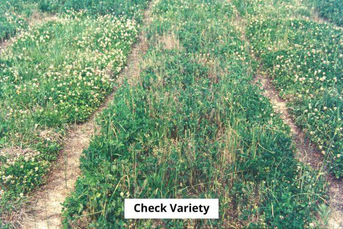 GA-9908 Medium Red Clover | Smith Seed Services