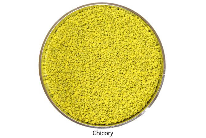 Chicory Cichorium intybus | Smith Seed Services