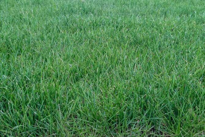Signet Turf-type Perennial Ryegrass | Smith Seed Services
