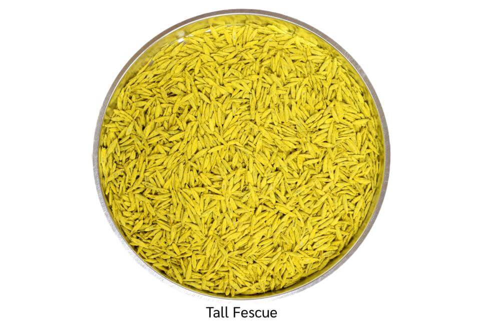 Diamond Tall Fescue Blend Tall Fescue Blend | Smith Seed Services
