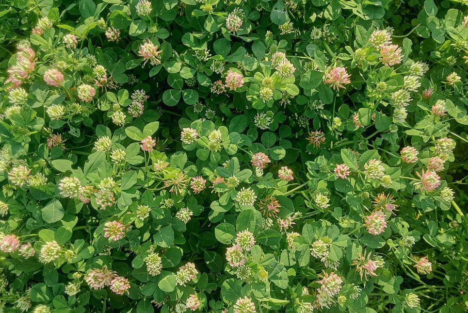 Viper Balansa Clover | Smith Seed Services