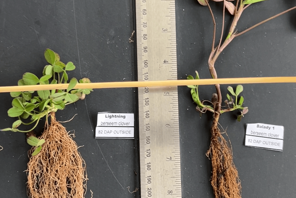 Single Cut vs. Multi-Cut Varieties | Smith Seed Services