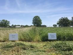 Koga Tetraploid Annual Ryegrass | Smith Seed Services