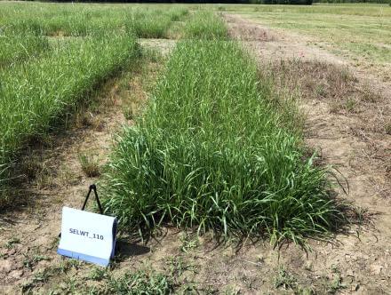 Dexter Tetraploid Annual Ryegrass | Smith Seed Services